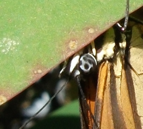 Isabella Longwing, Borboleta do Maracujá(Brazil) | Project Noah