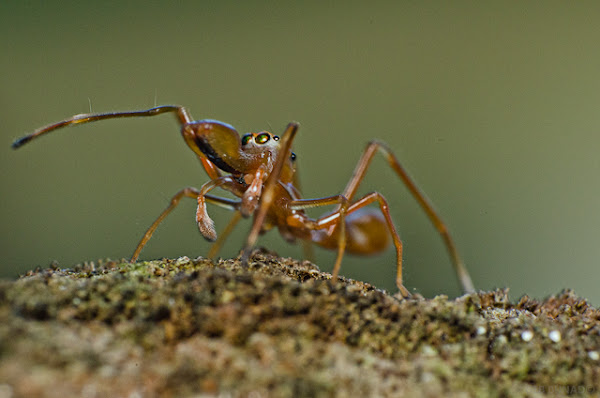 Red Ant-mimicking Spider (Male) | Project Noah