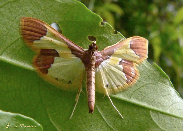 Crambid Moth | Project Noah
