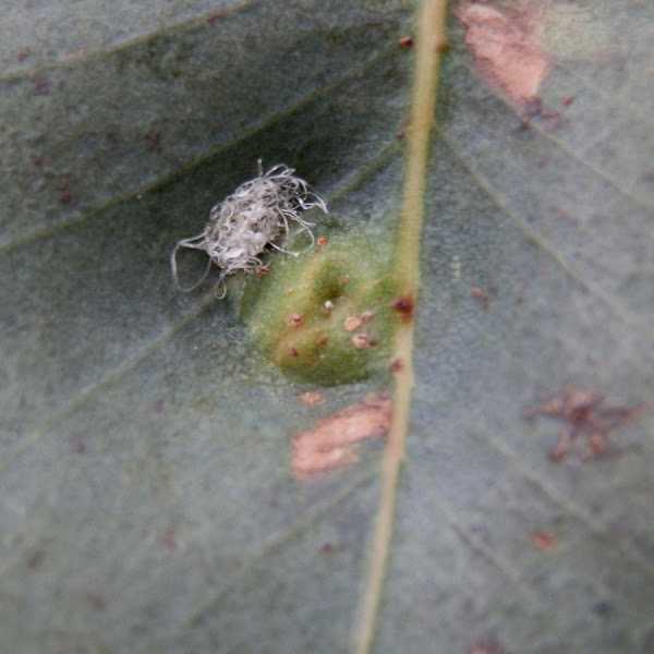 Psyllid leaf galls & lerp | Project Noah