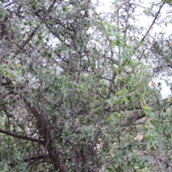 Desert Hackberry | Project Noah