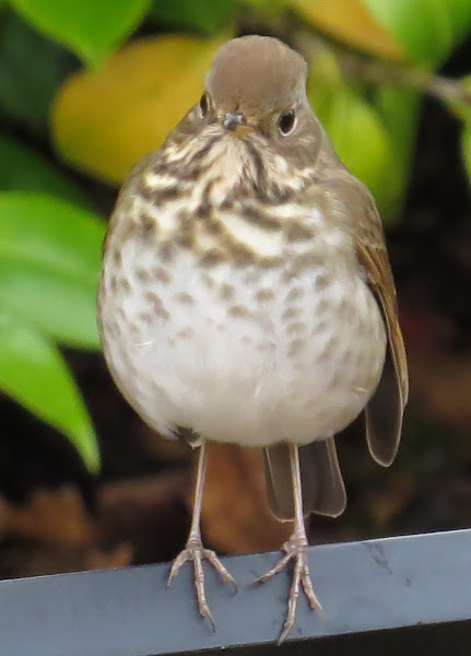 Hermit Thrush | Project Noah