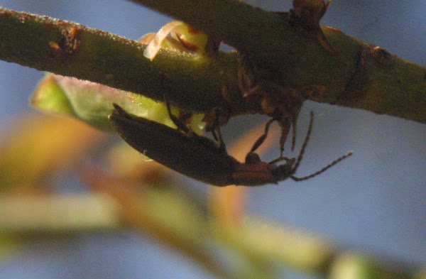 Winter Firefly | Project Noah