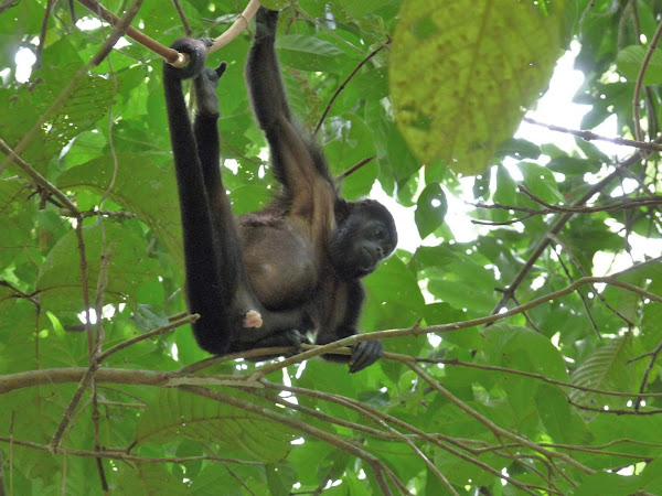 Spider Monkey | Project Noah