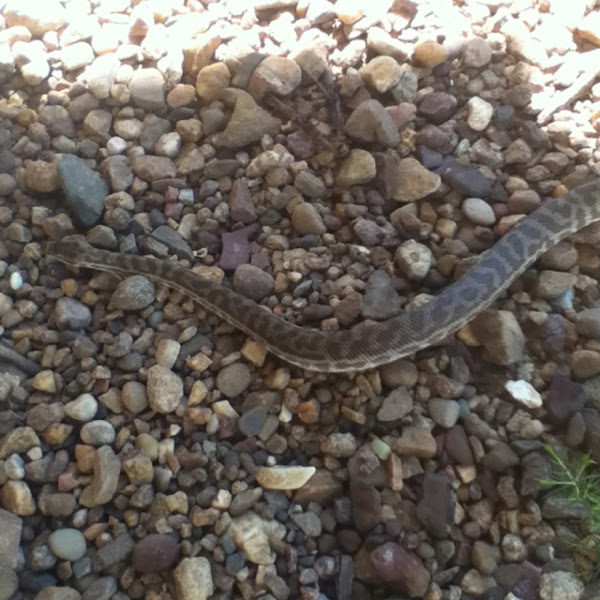 Stimson's python | Project Noah