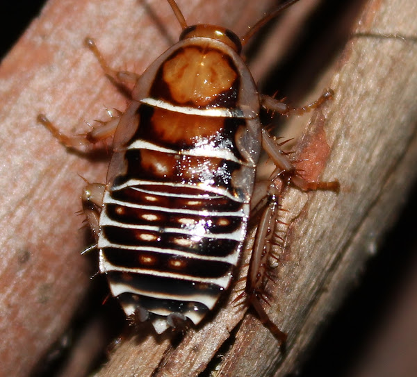 Cape Zebra Cockroach | Project Noah