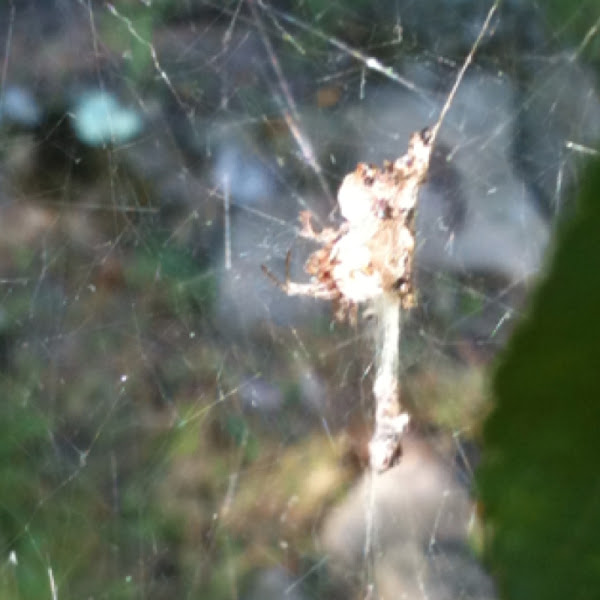Trashline Orb Weaver | Project Noah