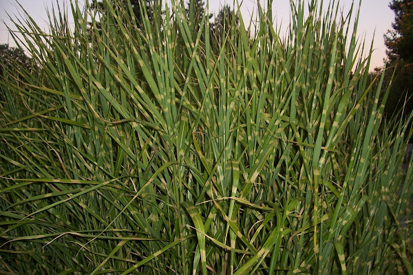 Porcupine Grass | Project Noah