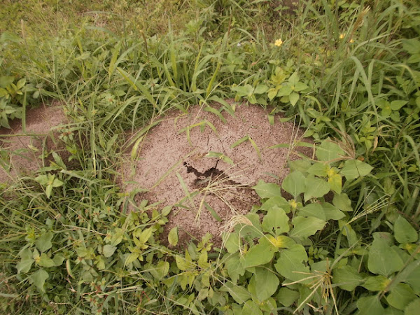 Anthill | Project Noah