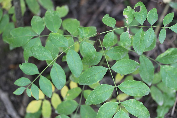 Northern Prickly Ash | Project Noah