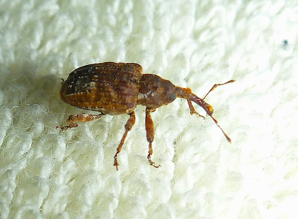 Small Weevil | Project Noah