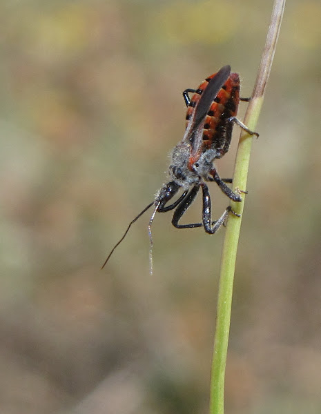 Assassin bug | Project Noah