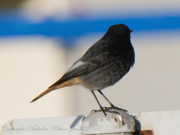Black Redstart | Project Noah