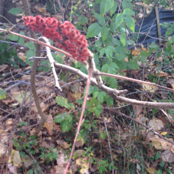 Staghorn Sumac | Project Noah