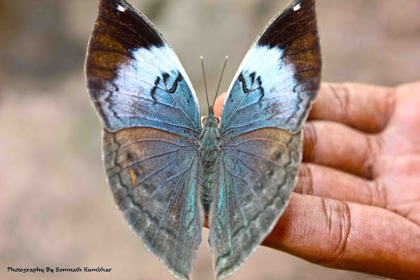 Blue Oakleaf butterfly | Project Noah