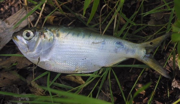 Atlantic Menhaden | Project Noah