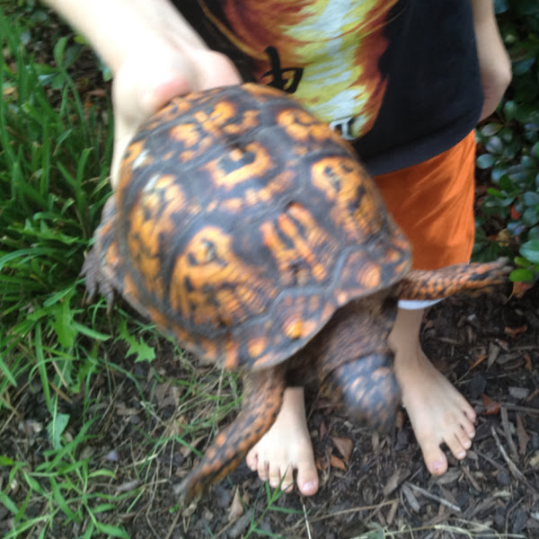 Eastern Box Turtle | Project Noah