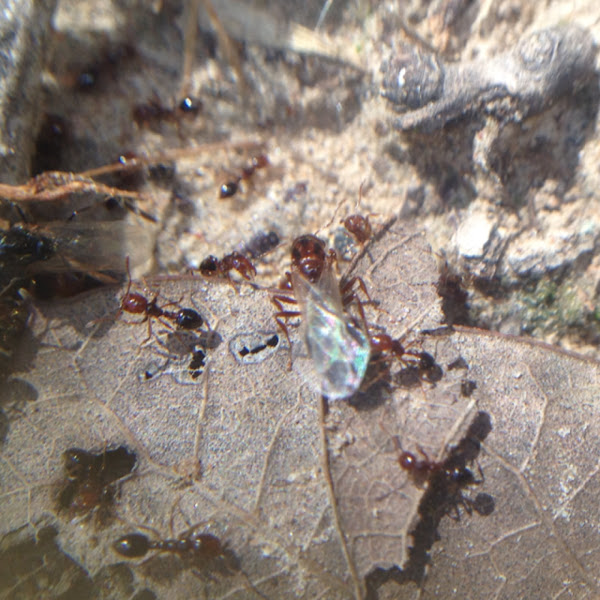 Flying ants!! | Project Noah