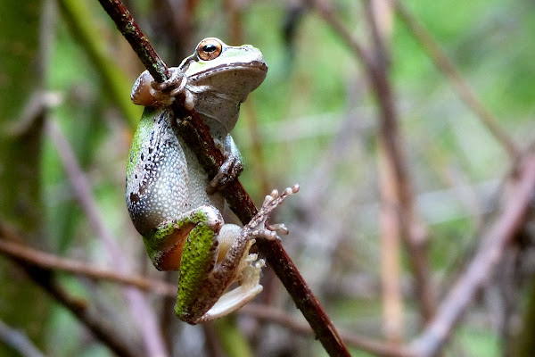 Pacific Tree Frog | Project Noah