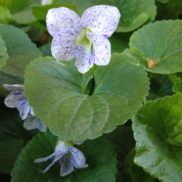 Violets | Project Noah