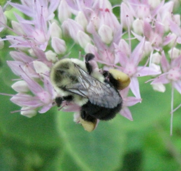 Common Eastern Bumble Bee | Project Noah