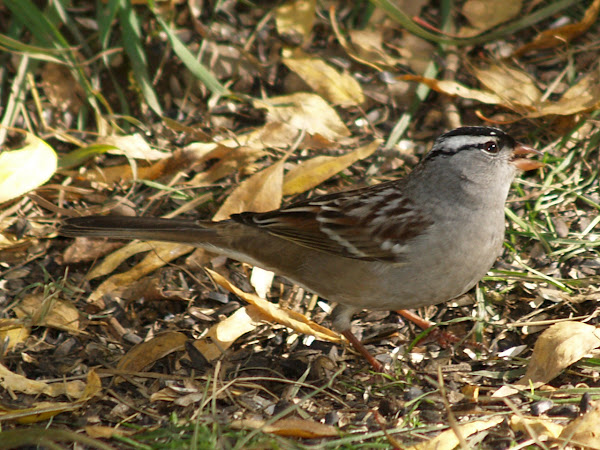 White-crowned Sparrow | Project Noah