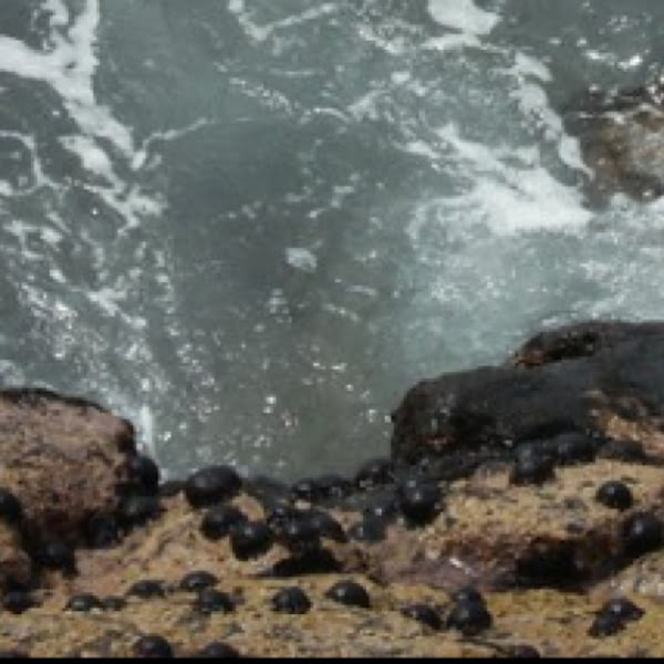 Barnacles | Project Noah