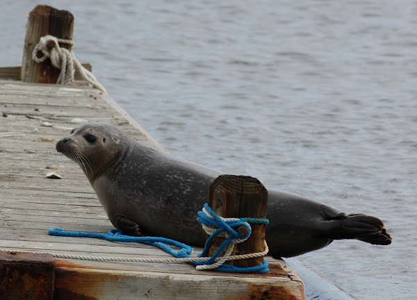 Atlantic Harbor Seal | Project Noah