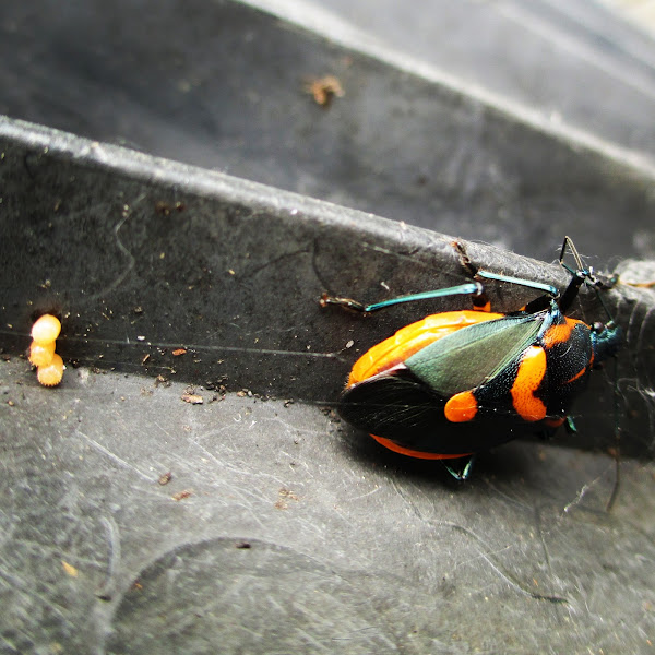 Orange and Black shield bug | Project Noah