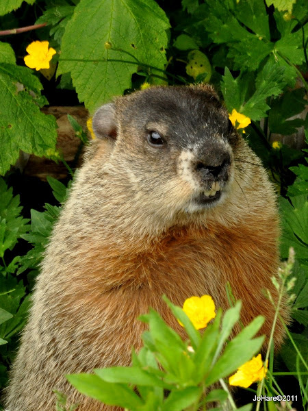 Groundhog | Project Noah