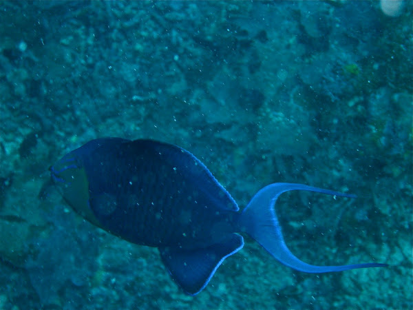Redtoothed Triggerfish | Project Noah