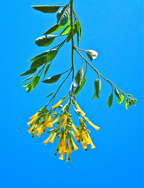 Unknown Spotting | Project Noah