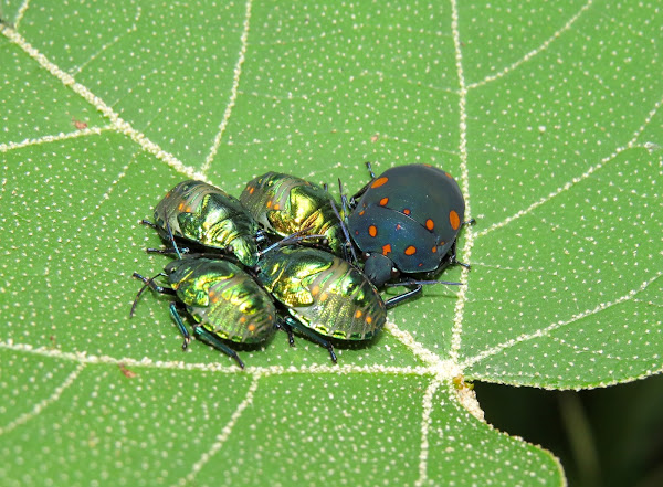 Orange-spotted shield bugs | Project Noah