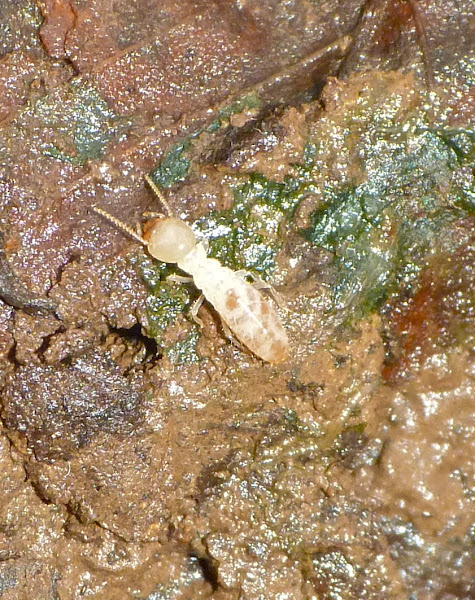 Formosan subterranean termite (worker) | Project Noah