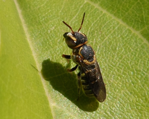 Leaf-cutter bee | Project Noah
