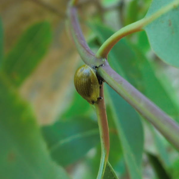 Leaf Beetle eggs & larvae | Project Noah