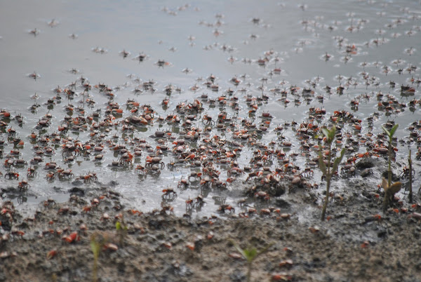 fiddler crab | Project Noah