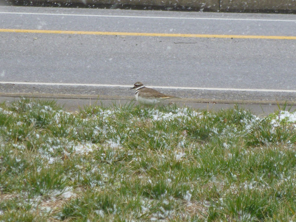 Killdeer | Project Noah