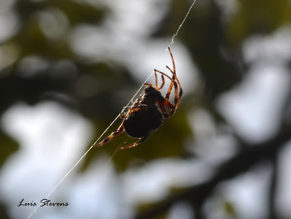 Spotted Orbweaver | Project Noah