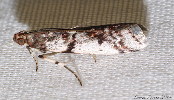 Micro-Lepidoptera | Project Noah