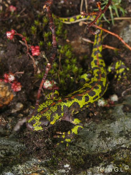 Marbled newt | Project Noah
