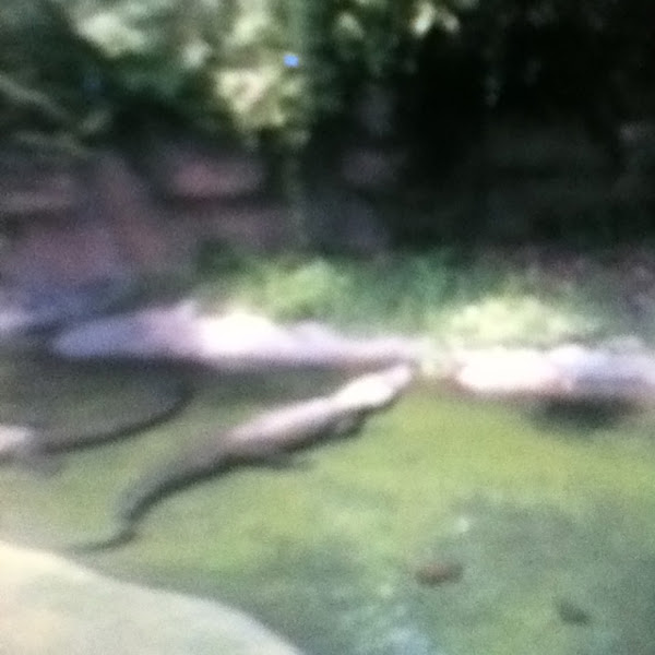 Florida alligator | Project Noah