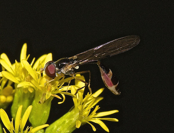 Hover fly | Project Noah