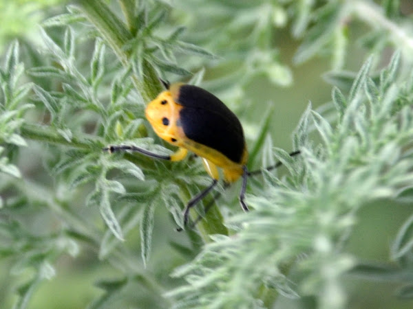 Skeletonizing Leaf Beetle | Project Noah