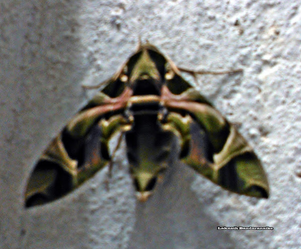 Oleander hawk moth | Project Noah