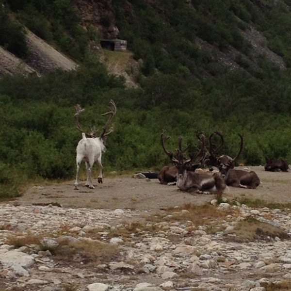 Caribou, Reindeer | Project Noah
