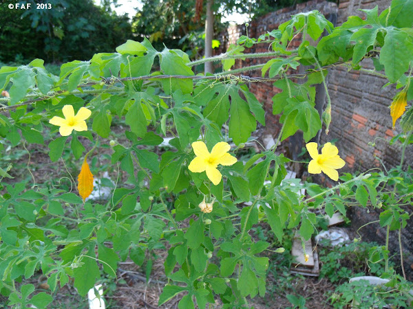 Bitter melon | Project Noah