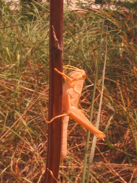 Grasshopper | Project Noah