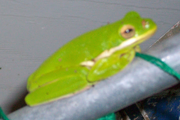 Green Treefrog | Project Noah