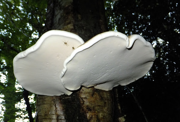 Birch polypore | Project Noah